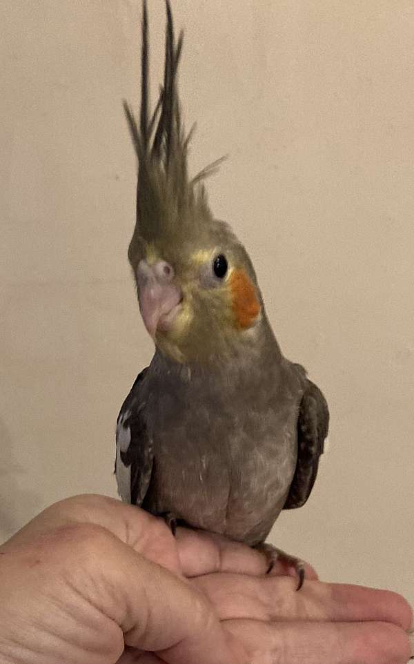 Hand fed and tamed baby