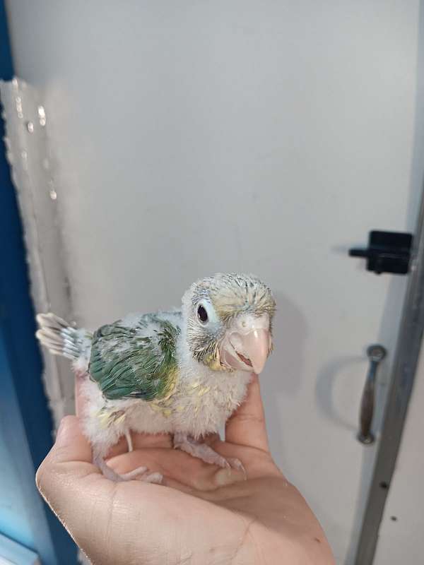 Green cheek