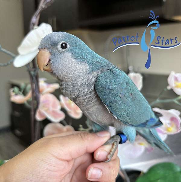 Baby Blue Quaker Parrot Available at Parrot Stars!