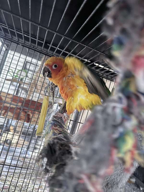 Sun conure