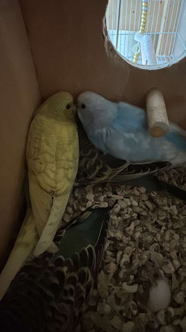 Parakeets