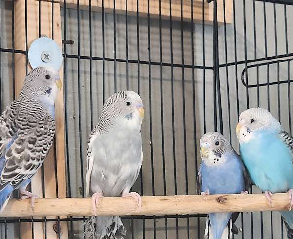 Blue American parakeet