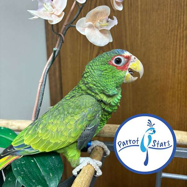 Baby White-fronted Amazon Available at Parrot Stars!