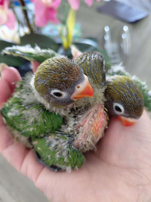 Fischer's lovebird babies green color handfed