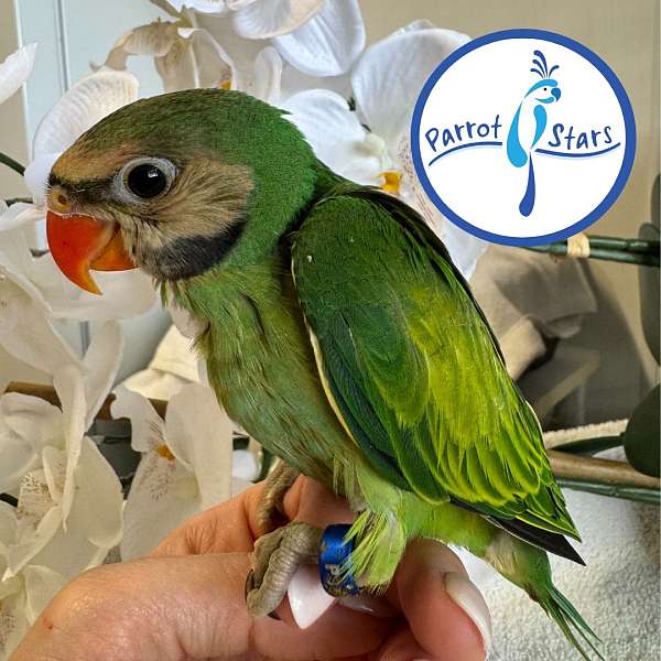 Baby Moustached Parakeet Available at Parrot Stars!