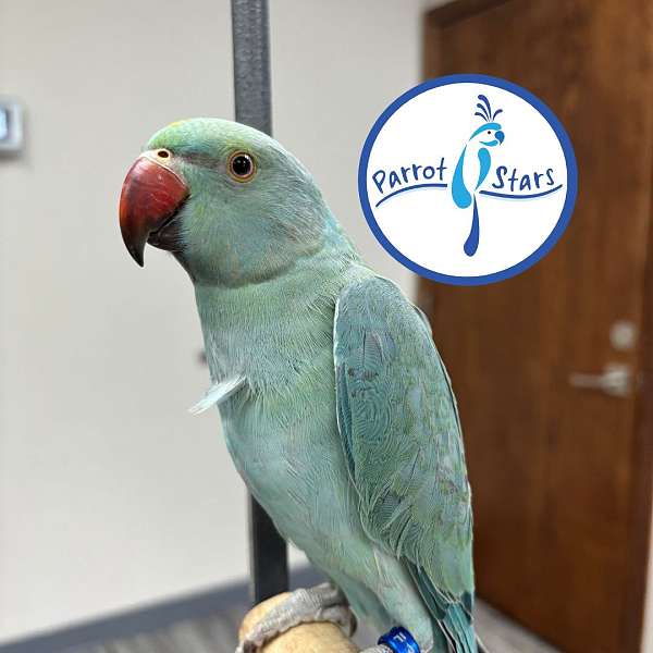 Baby Turquoise Indian Ringneck Available at Parrot Stars!