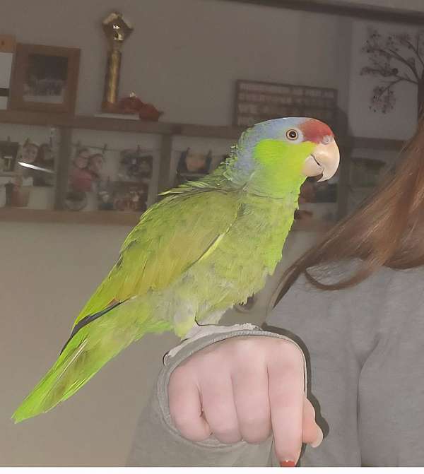 Lilac Crown Amazon 5 yrs old, Vocal.