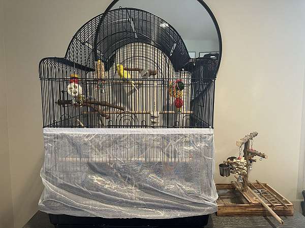 Parakeets To A Good Home