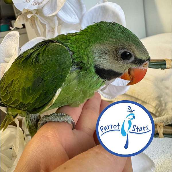Baby Moustached Parakeet Available at Parrot Stars!