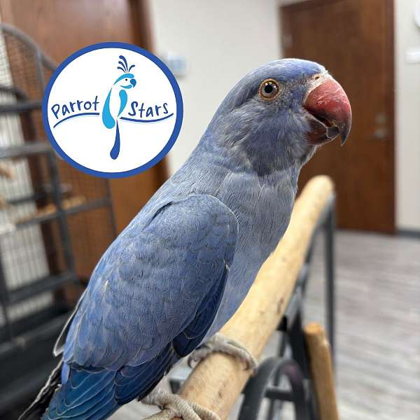 Baby Violet Cobalt Indian Ringneck Available at Parrot Stars!