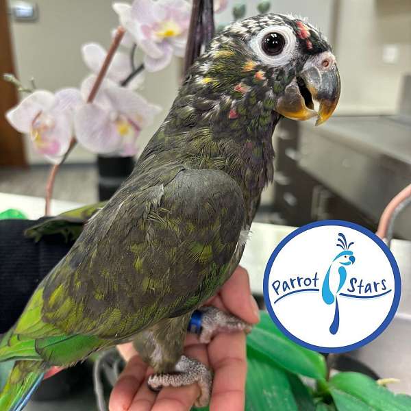 Baby Maximilian Pionus Available at Parrot Stars!