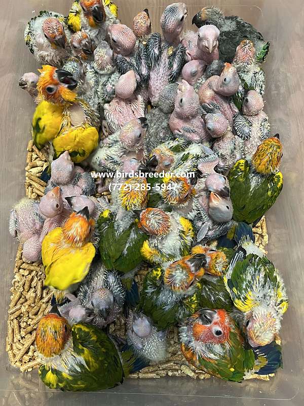 More baby Sun Conures now hatching at wholesale prices