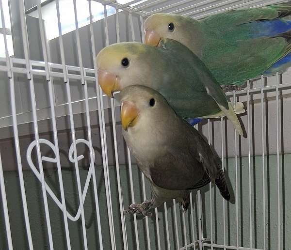 Peachfaced Lovebirds