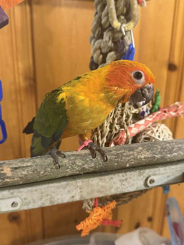 Hand fed sun conures