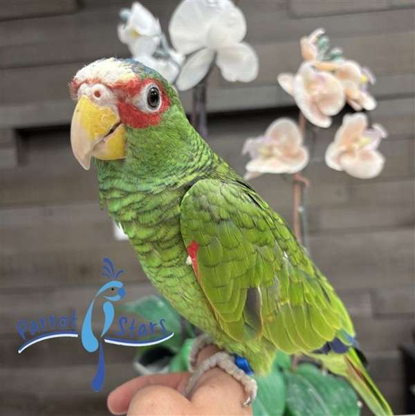 Baby White-fronted Amazon Available at Parrot Stars!