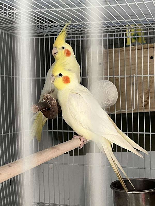 Lutino Cockatiels Pair