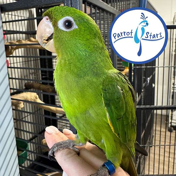 Baby White-eyed Conure Available at Parrot Stars!