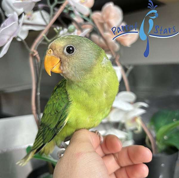 Baby Plum-headed Parakeet Available at Parrot Stars!