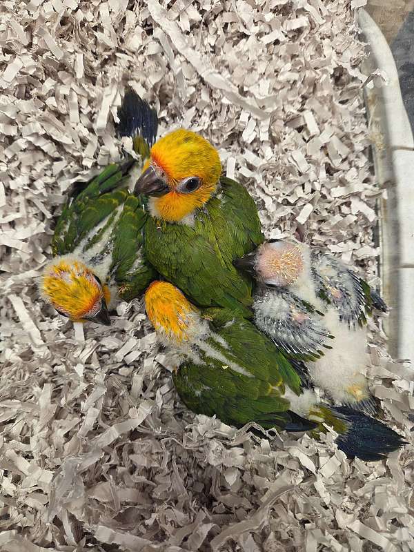Baby sun conures