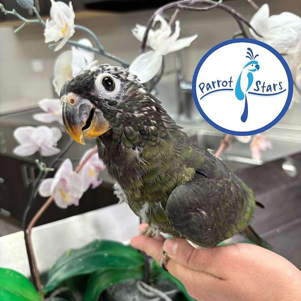 Baby Maximilian Pionus Available at Parrot Stars!
