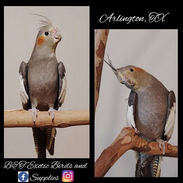 Normal Grey Cockatiel