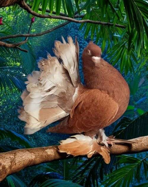 Mindian Fantail