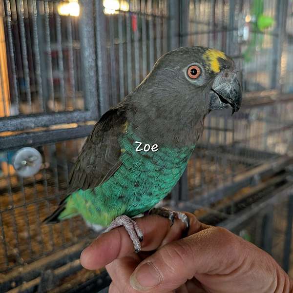 Meyers Parrot