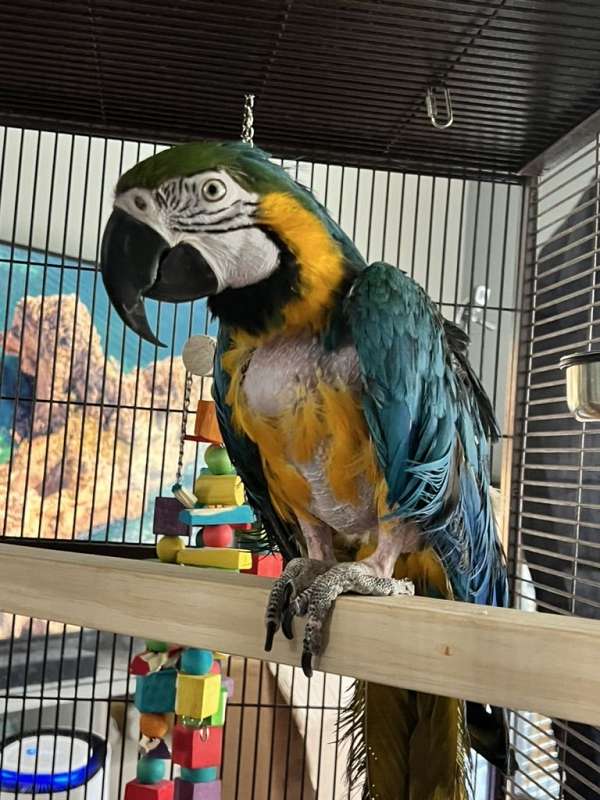 Female (dna) blue and gold macaw