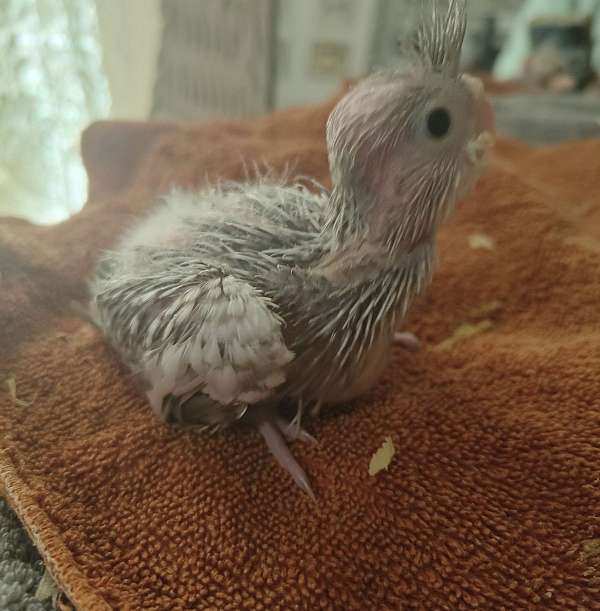 Whiteface Cockatiel baby