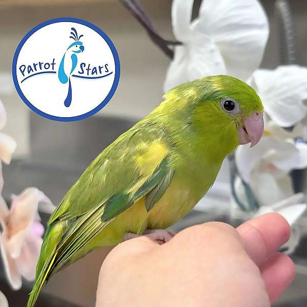 Baby Green Pied Parrotlet
