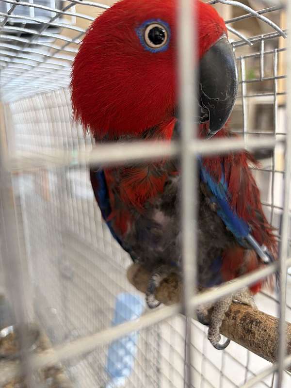 Breeder female
