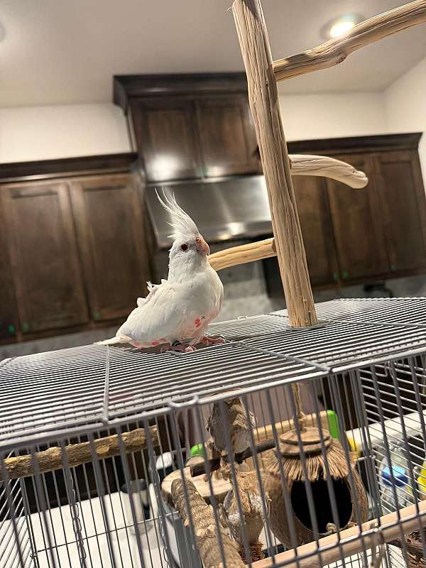 Albino Female Red Eyed Cockatiel