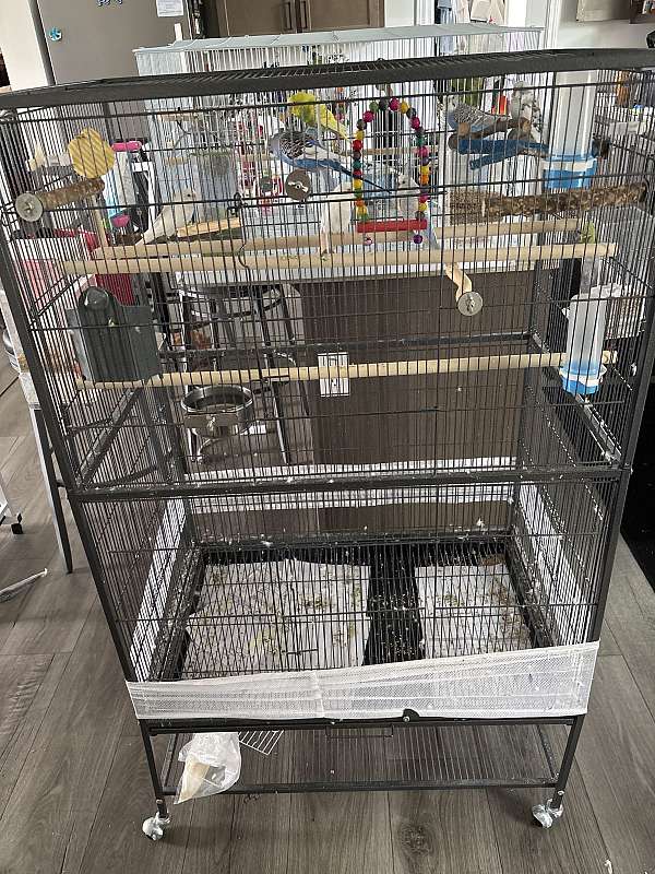 Parakeets and cage