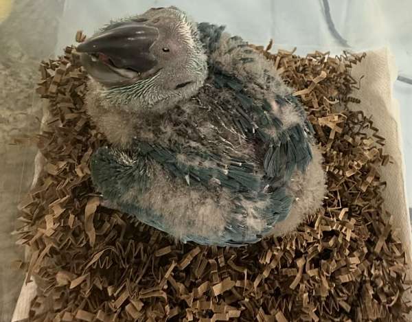 Blue mutation Yellow Naped Amazon