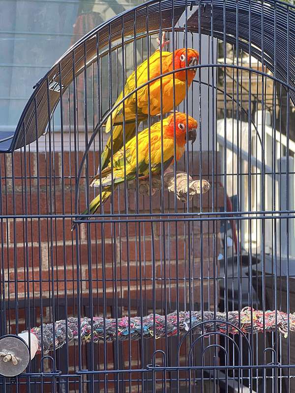 Sun Conures