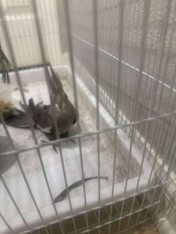 Cocktail for sell