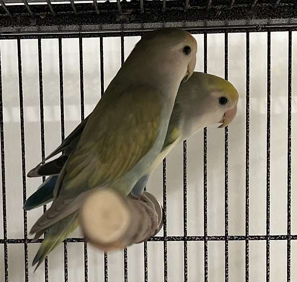 Lovebirds / parroletts