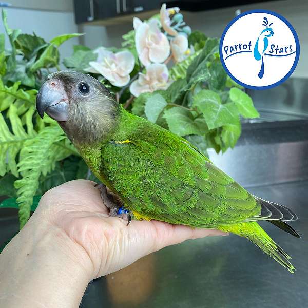 Baby Senegal Parrot