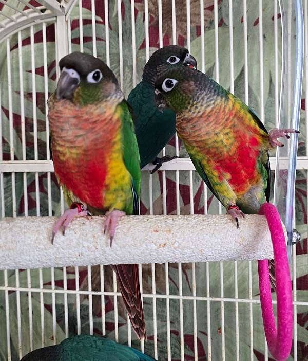 Baby Pineapple Check Conure