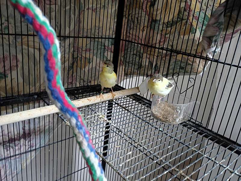 Canaries for Sale