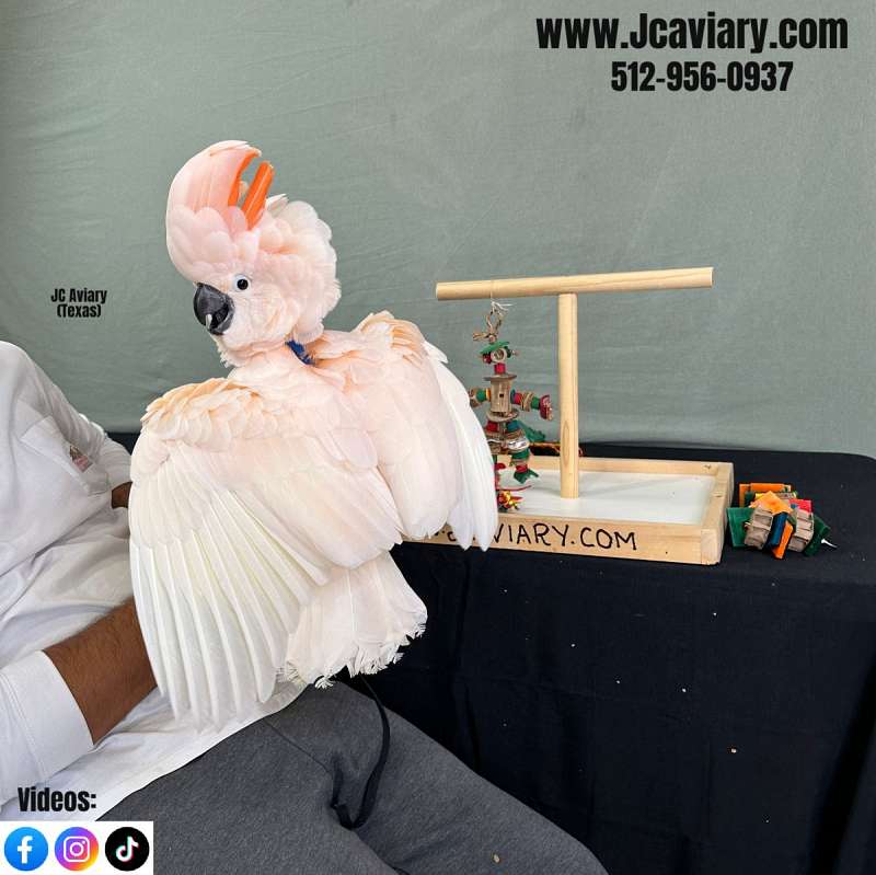 Birds Now - Birds and Parrots for Sale and Adoption