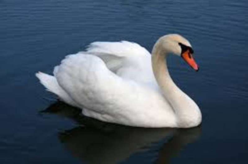 Swans For Sale