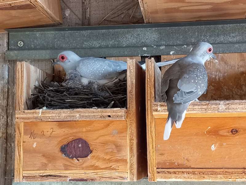 Doves for Sale in California