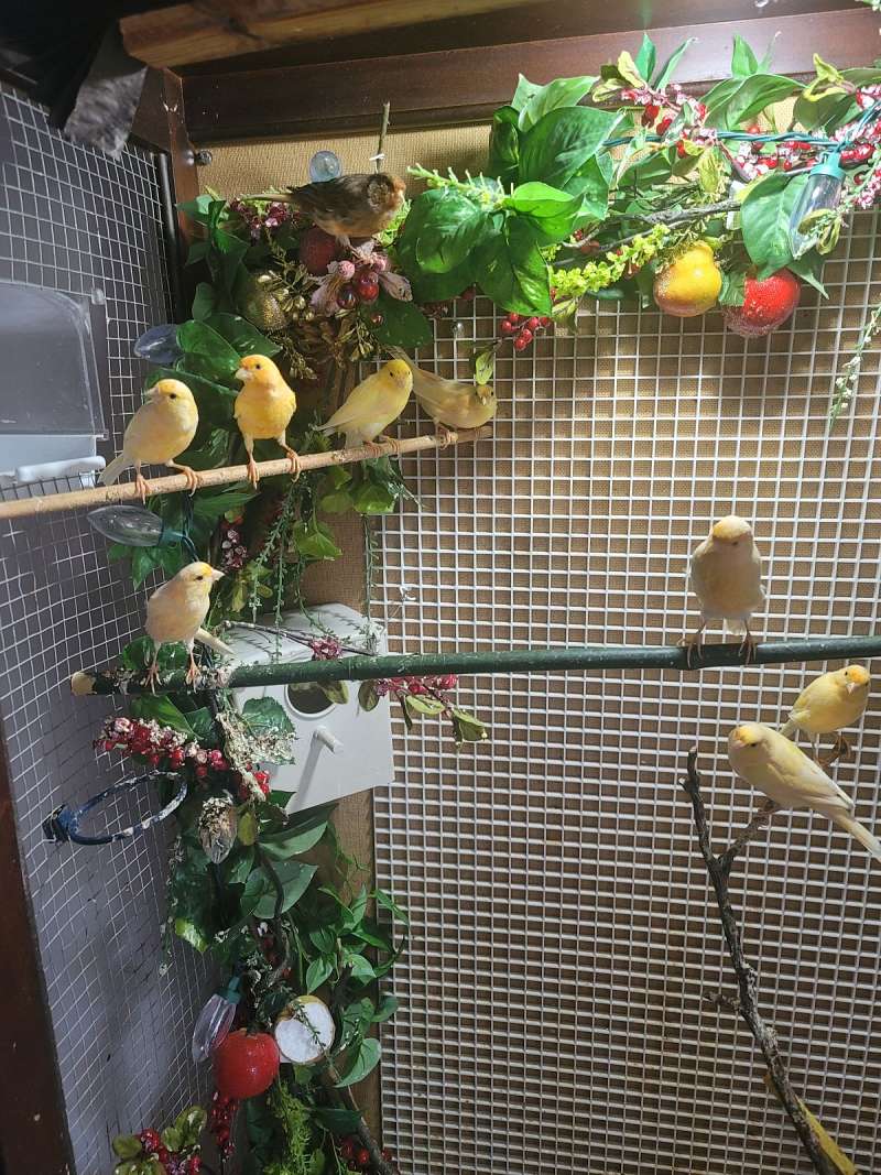 Canaries for Sale