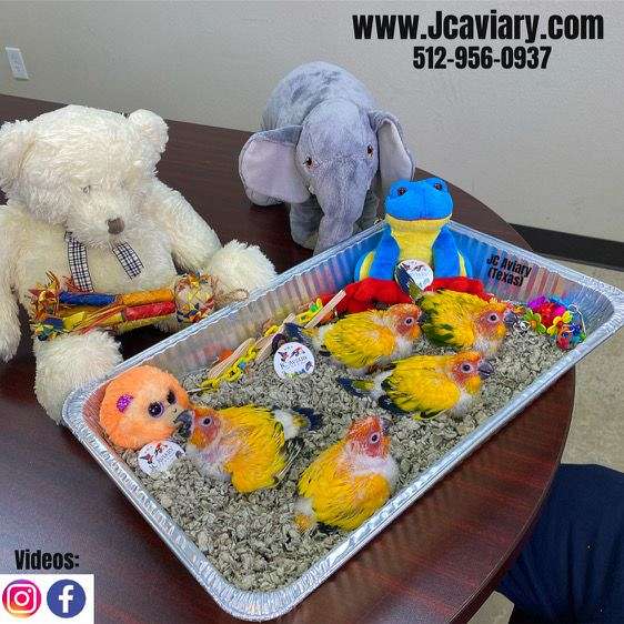 Timneh African grey parrots