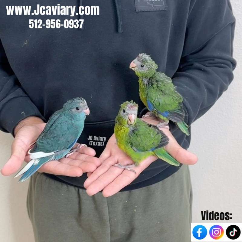 Yellow Naped Amazon Parrots for Sale