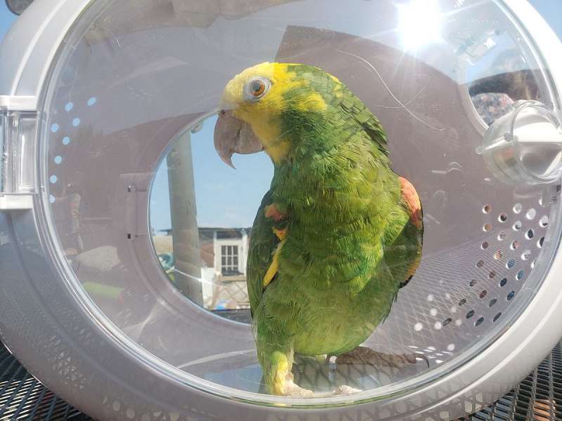 Double Yellow Head Amazon Parrots for Sale