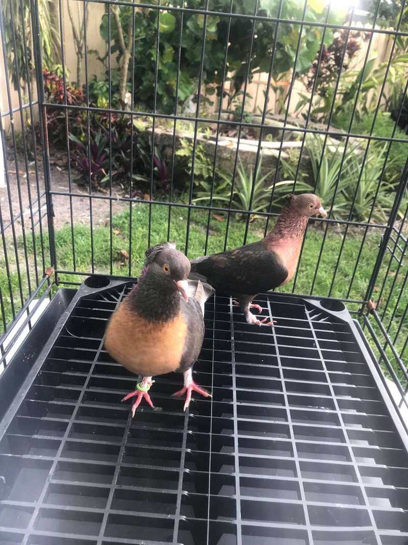 Silver Colored Tumbler Pigeons for Sale