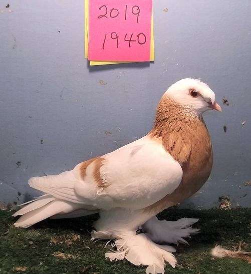 Pigeons for Sale in North Carolina