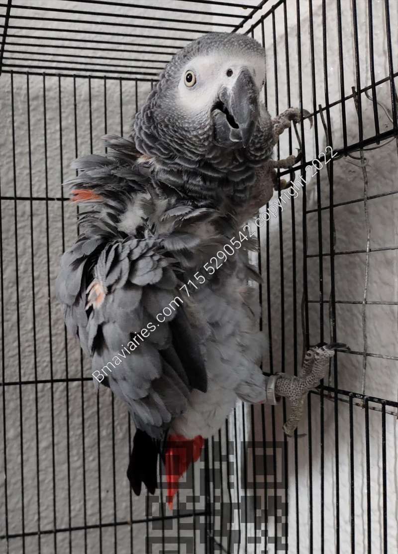 African Grey Parrots for Sale in Wisconsin